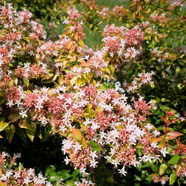 Create a Magazine-Worthy Yard With This Underrated Shrub: Abelia ...