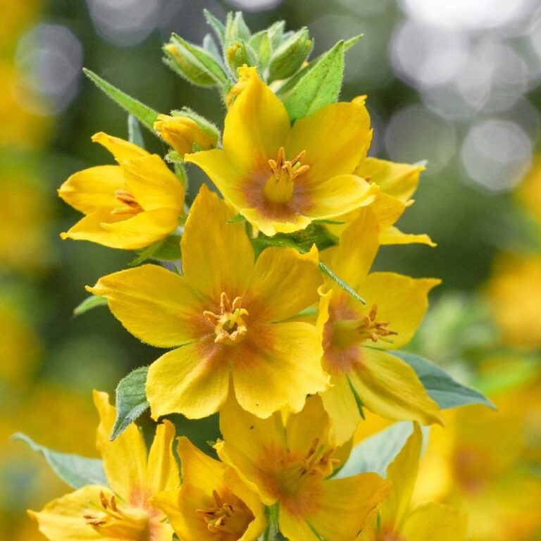 31 Stunning Yellow Perennials That Will Never Leave Your Garden Once ...
