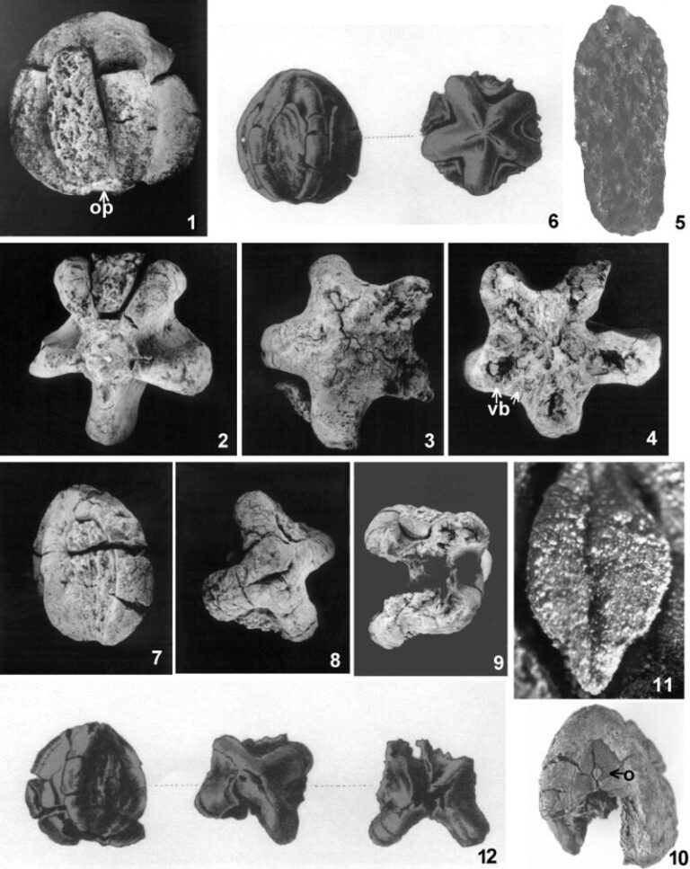 31 Types Of Fruits That Went Extinct (And What We Lost Forever ...