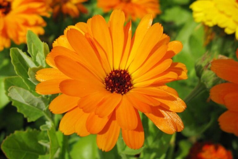 Cut Flower Garden Favorites: Calendula, Snapdragons And Larkspur ...