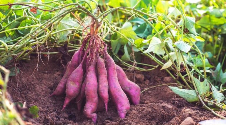 19 Ways To Grow an Endless Supply of Sweet Potatoes - Complete Gardening