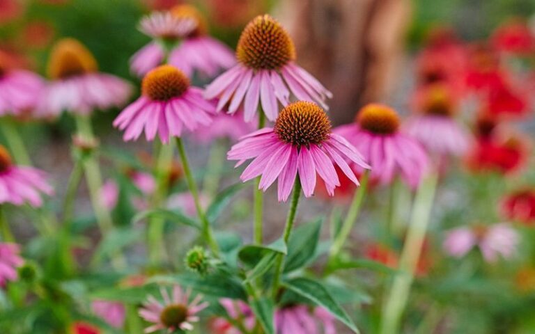 30 Flowers That Bloom All Summer — With Zero Fuss - Complete Gardening