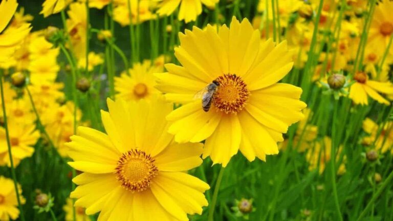 25 Flowers That Thrive in Full Sun - Complete Gardening