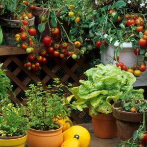 I Tested 17 Tomato Spacing Methods for 3 Seasons - These Distances Won ...