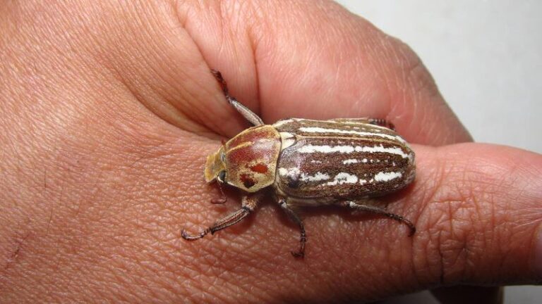 June Bug Invasion? These 17 Non-Toxic Tricks Actually Work - Complete ...