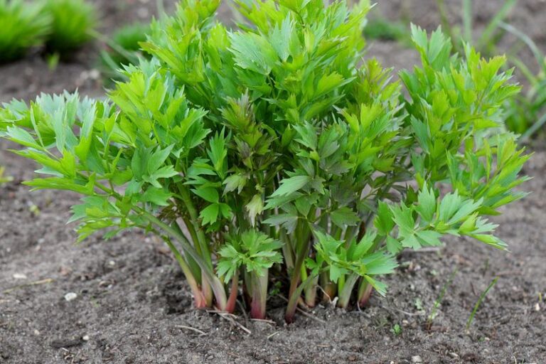Discover 13 Unique Herbs That Will Revolutionize Your Cooking and ...