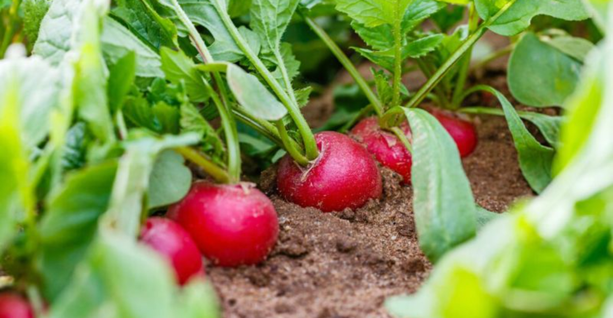 Ditch Straight Rows—13 Vegetables and 7 Herbs That Grow Better ...