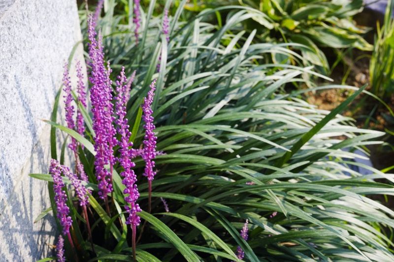 How to Grow Liriopes: The Complete Plant Guide - Complete Gardening