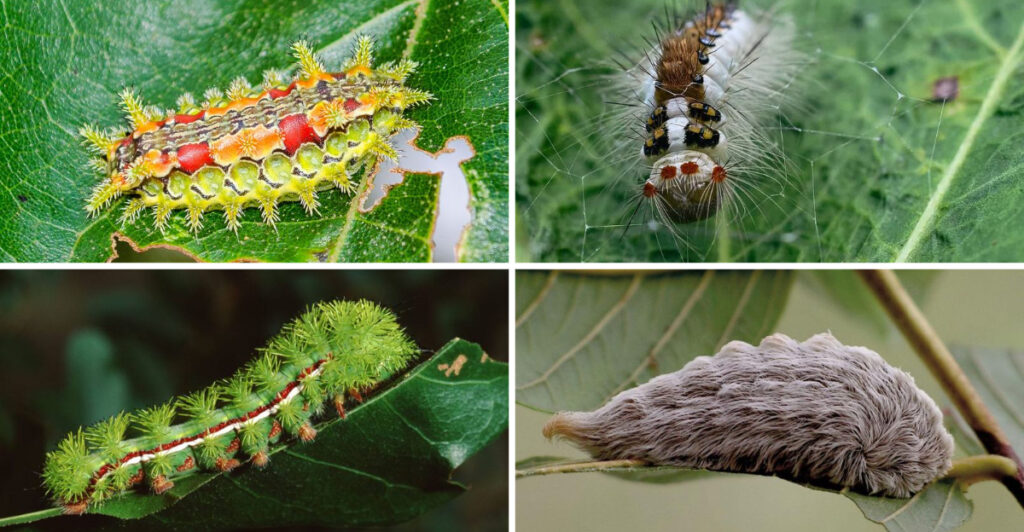 Don't Touch That Cute Fuzzy Worm! 20 Caterpillars That Are Poisonous to ...