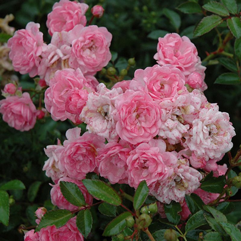 The 17 Toughest Roses That Will Survive Anything - Complete Gardening