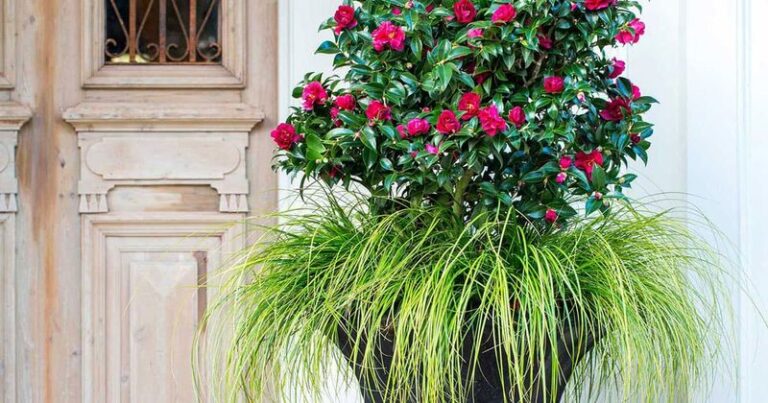 16 Trees You Can Grow in Pots—Perfect for Tiny Patios or Balconies ...