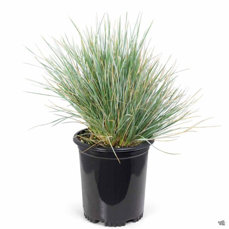 The Best Ornamental Grasses for Containers - Complete Gardening
