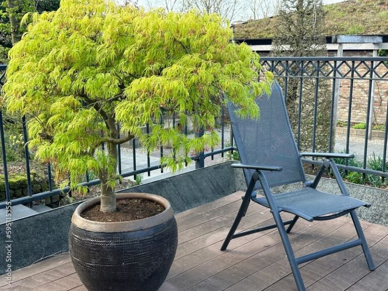 16 Trees You Can Grow in Pots—Perfect for Tiny Patios or Balconies ...