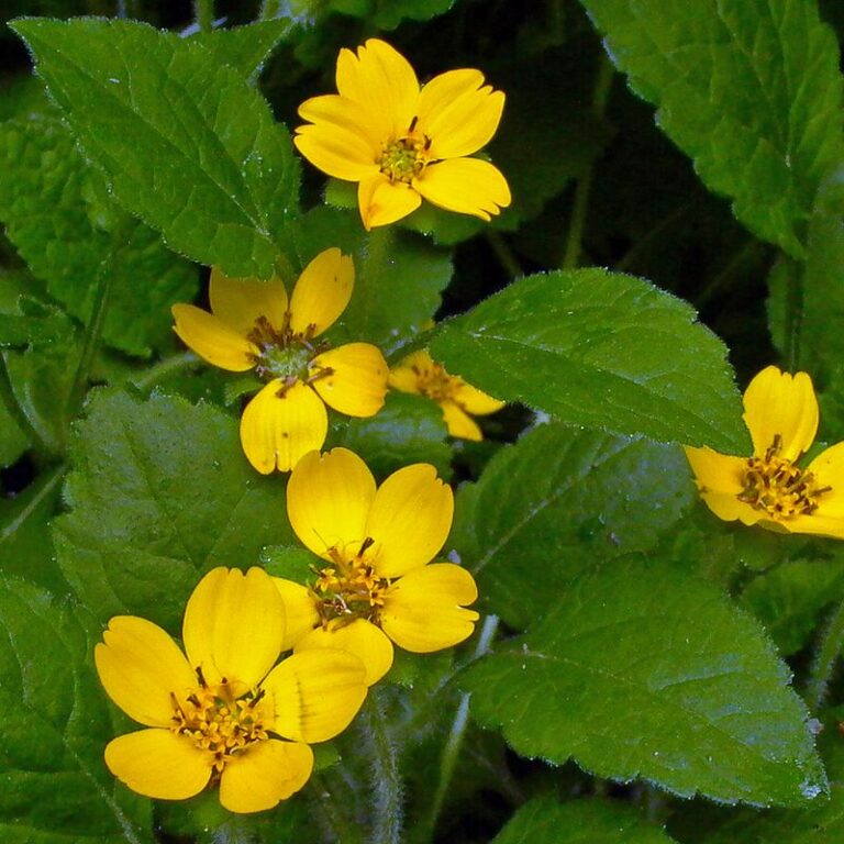 20 Shade-Loving Native Annuals and Perennials for Virginia’s Capital ...