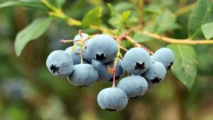 15 Berry Bushes That Thrive in Cold Climates - Complete Gardening