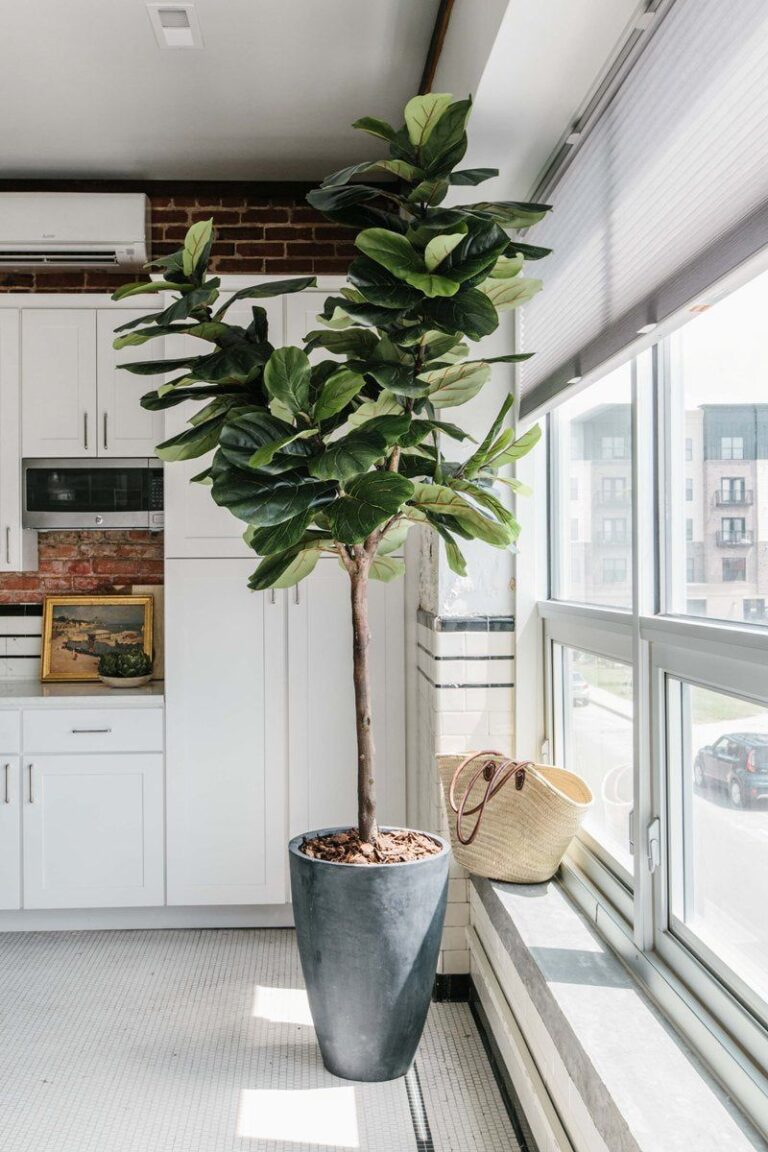 The 20 Best Indoor Plants That Will Grow Bushy and Beautiful in No Time ...