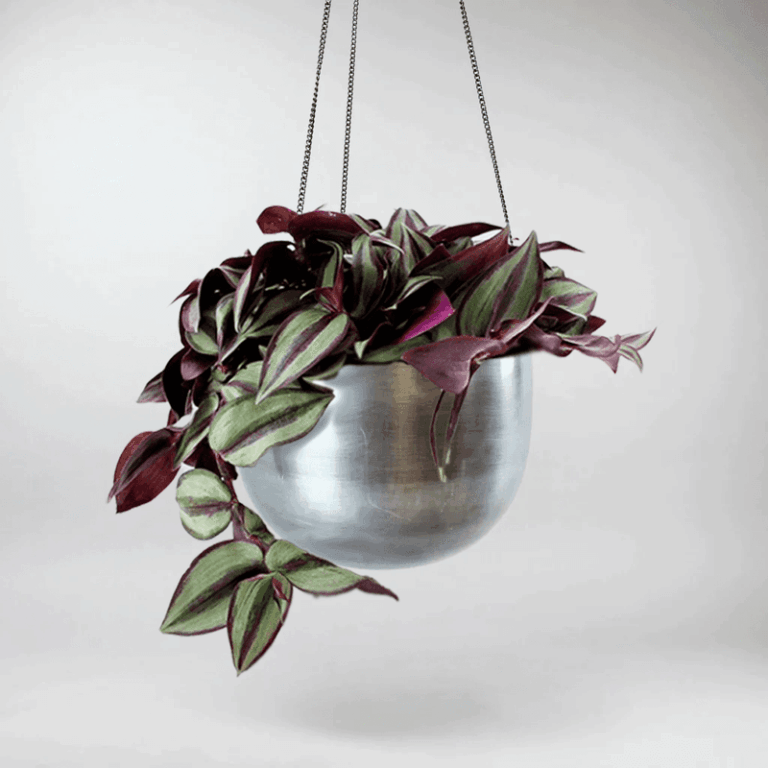 25 Hanging Houseplants That’ll Instantly Bring Your Space to Life ...