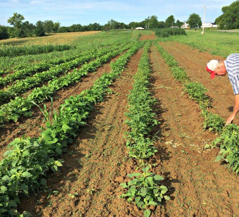 I Tested 17 Tomato Spacing Methods for 3 Seasons - These Distances Won ...