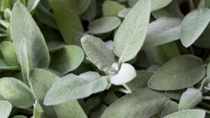 Grow Your Own Aromatherapy Garden: 17 Plants Proven to Boost Your Mood ...