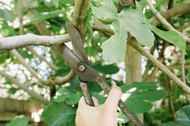 17 Easy Steps To Get Your Fig Tree To Fruit Like Never Before ...