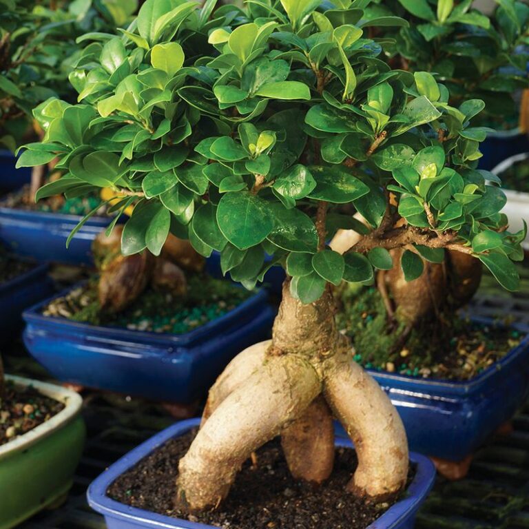 20 Ficus Varieties You’ve Never Heard Of—But Will Want Immediately ...