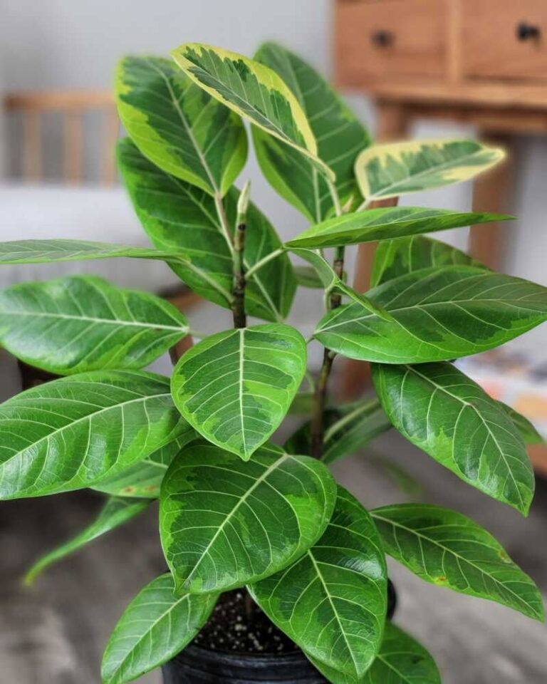 20 Ficus Varieties You’ve Never Heard Of—But Will Want Immediately ...