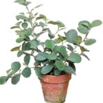 20 Ficus Varieties You’ve Never Heard Of—But Will Want Immediately ...