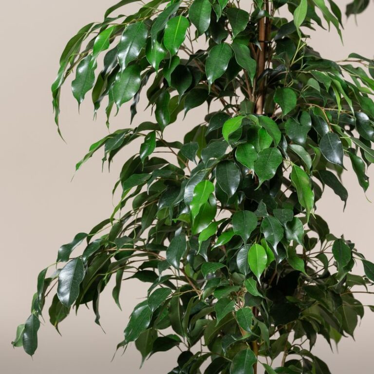 20 Ficus Varieties You’ve Never Heard Of—But Will Want Immediately ...