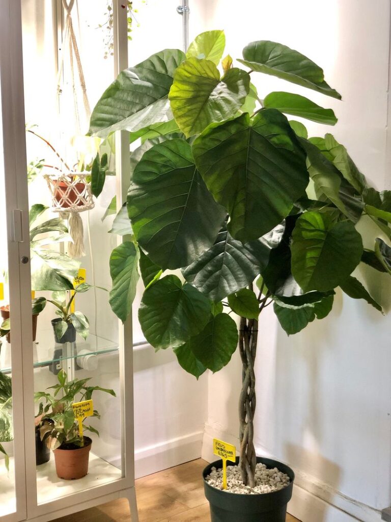 20 Ficus Varieties You’ve Never Heard Of—But Will Want Immediately ...