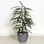 20 Ficus Varieties You’ve Never Heard Of—But Will Want Immediately ...