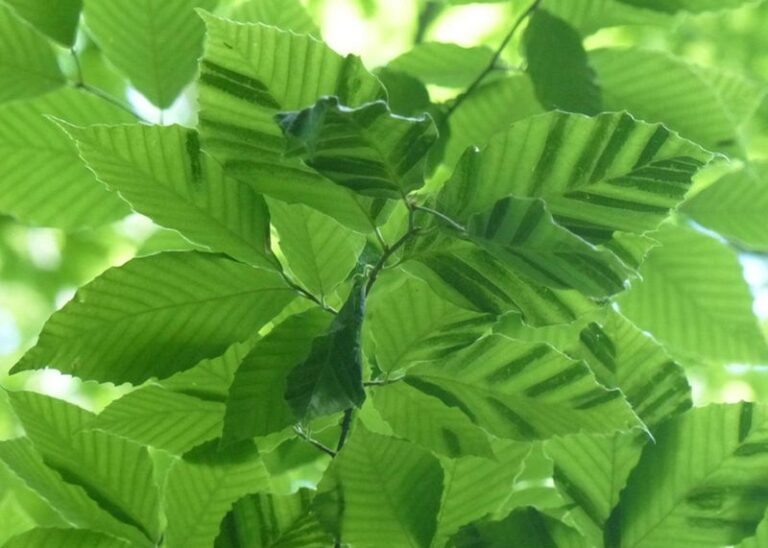 20 Plant Leaves That Look Like Something Else Entirely - Complete Gardening