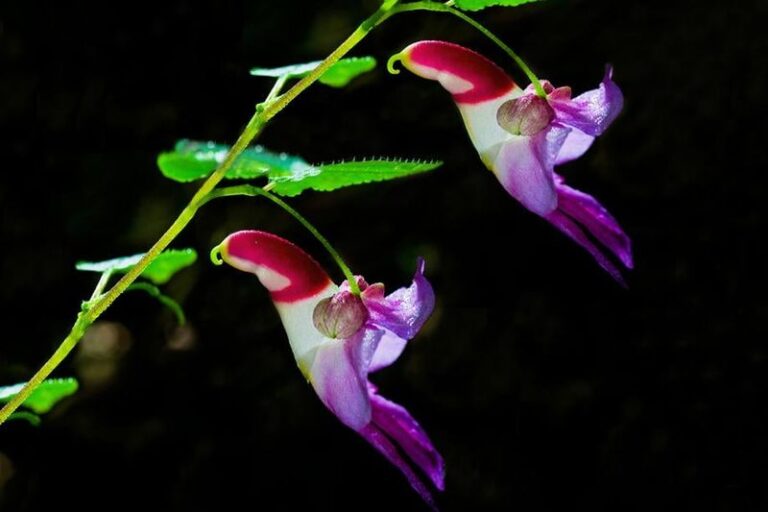 The 23 Most Breathtaking Flowers on Earth - Complete Gardening