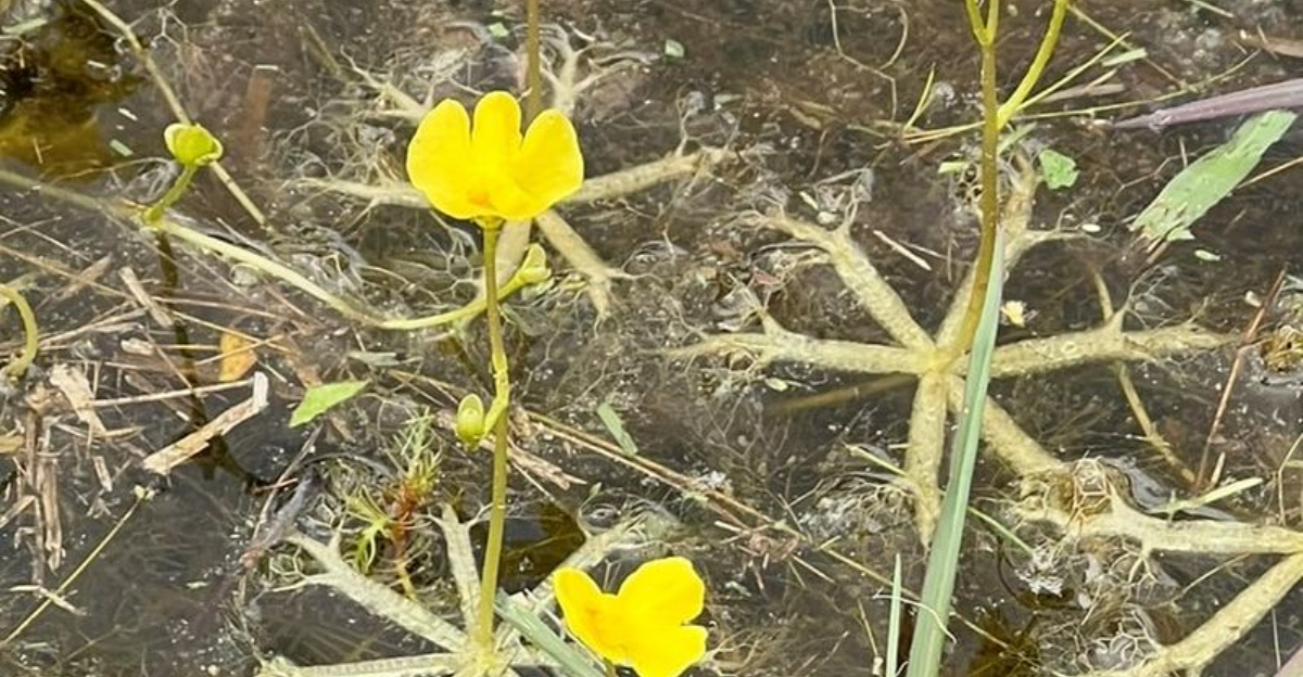 Forget Roses Have Thorns — These 14 Plants Have Actual Teeth and Traps ...