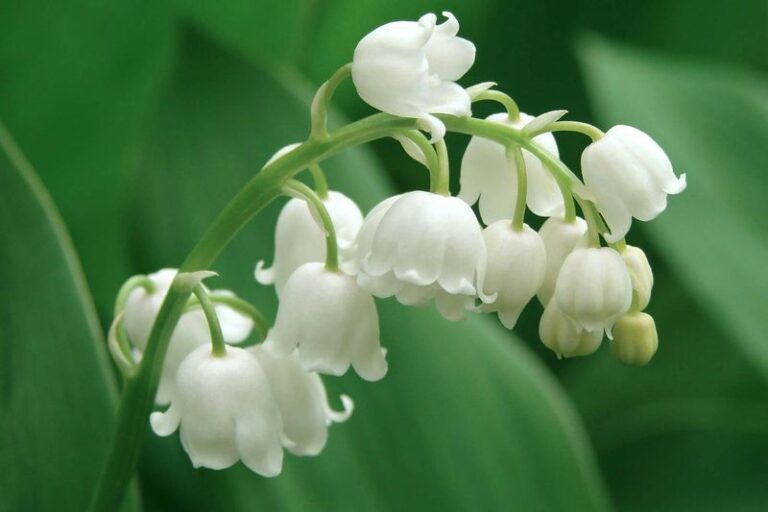 17 Flowers Look Innocent But Contain Lethal Toxins - Complete Gardening