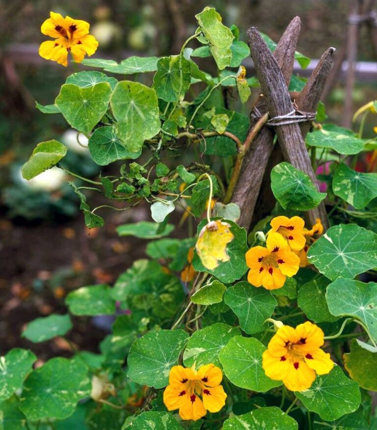 30 Flowers That Bloom All Summer — With Zero Fuss - Complete Gardening