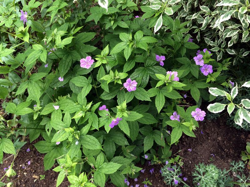 I Planted 13 Hardy Geraniums Last Summer — These Are the Real Winners ...