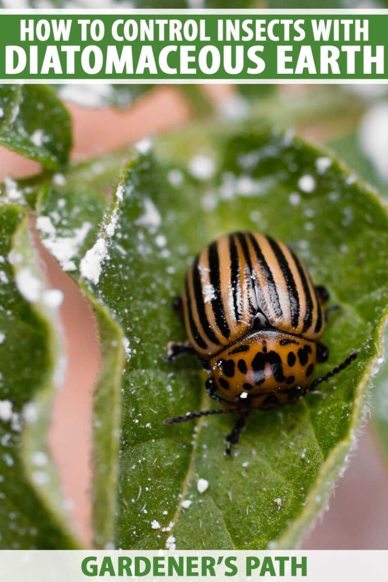 I Tested 23 Japanese Beetle Controls So You Don't Have To - Here Are ...