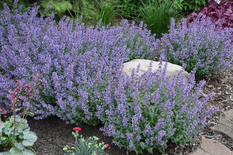 17 Blue Perennials That Return Every Spring Without Replanting ...