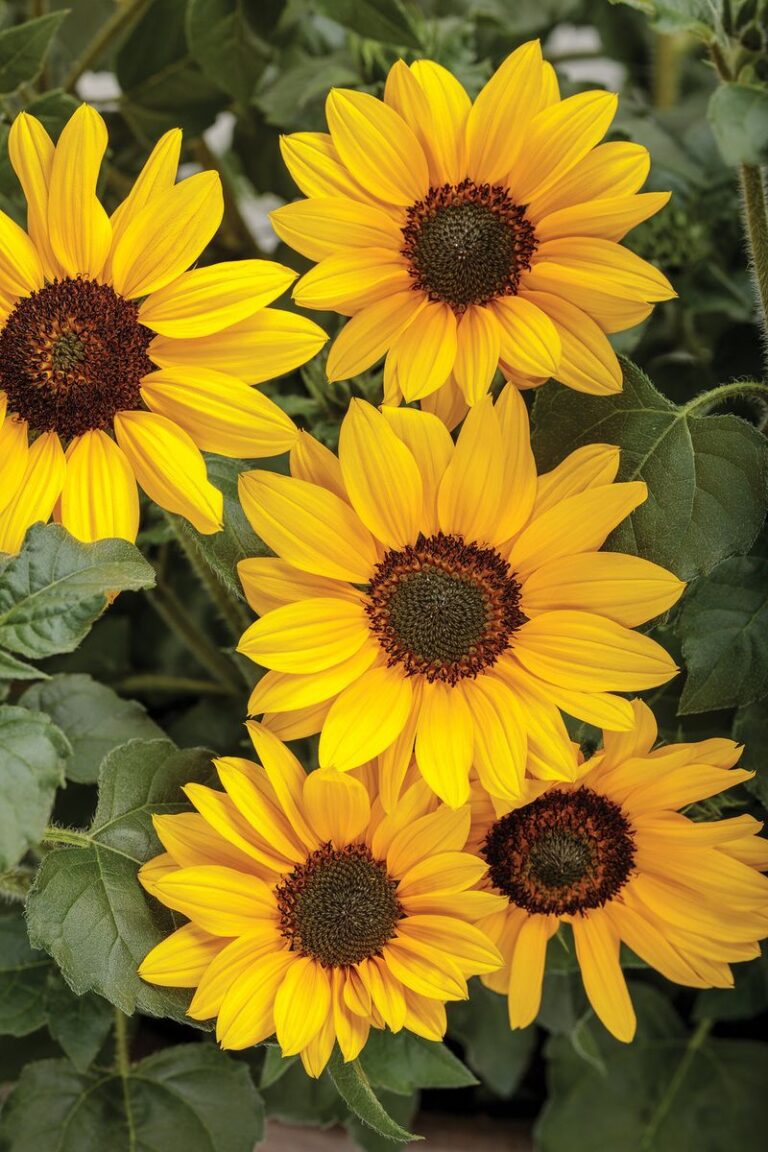 31 Stunning Yellow Perennials That Will Never Leave Your Garden Once ...