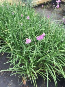 10 Plants That Moles Hate - Complete Gardening