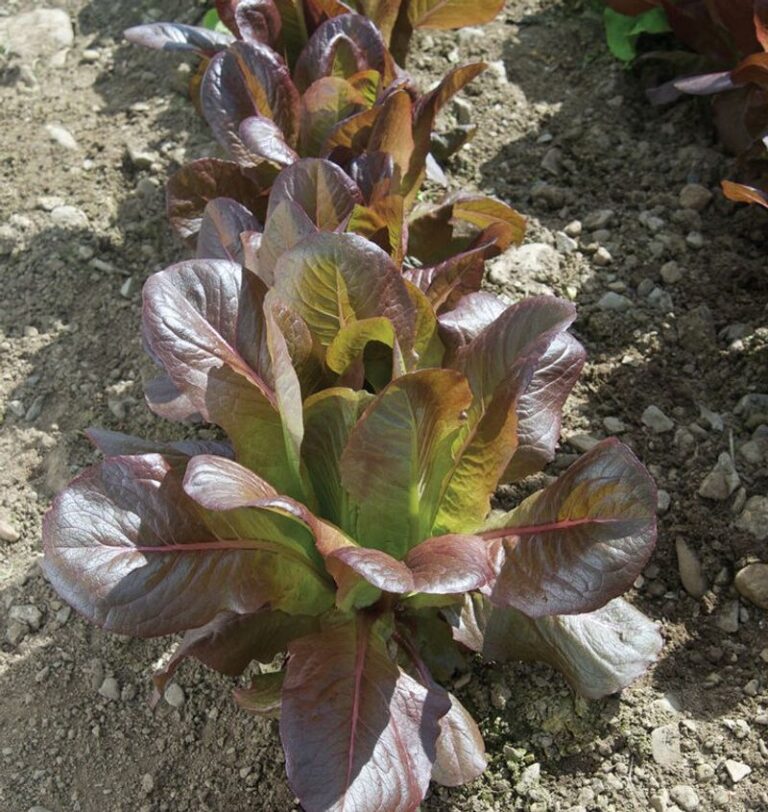 Grow It Fast: 17 Leaf Lettuce Varieties That Thrive with Minimal Effort ...