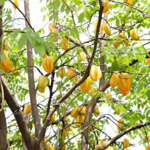This Fast Fruiting Trend Is Exploding - 23 Trees That Don't Wait ...