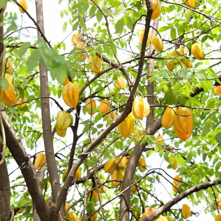 This Fast Fruiting Trend Is Exploding - 23 Trees That Don't Wait ...