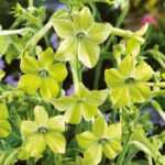 Top 20 Green Flowers for a Lush, Unique Garden - Complete Gardening