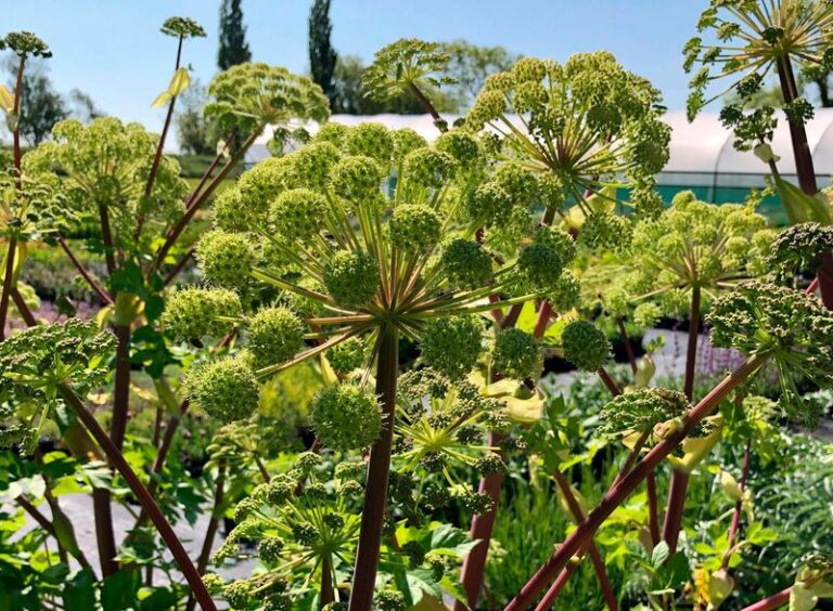 Top 20 Green Flowers for a Lush, Unique Garden - Complete Gardening