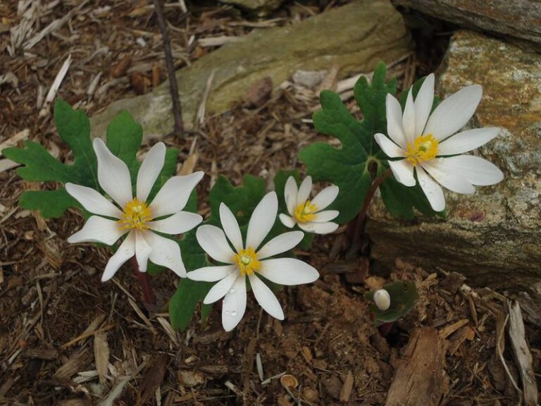 20 Shade-Loving Native Annuals and Perennials for Virginia’s Capital ...