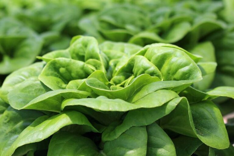 Grow It Fast: 17 Leaf Lettuce Varieties That Thrive with Minimal Effort ...