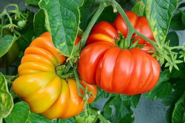 Grow The Most Bountiful Beefsteak Tomato Plants With These 15 Helpful ...