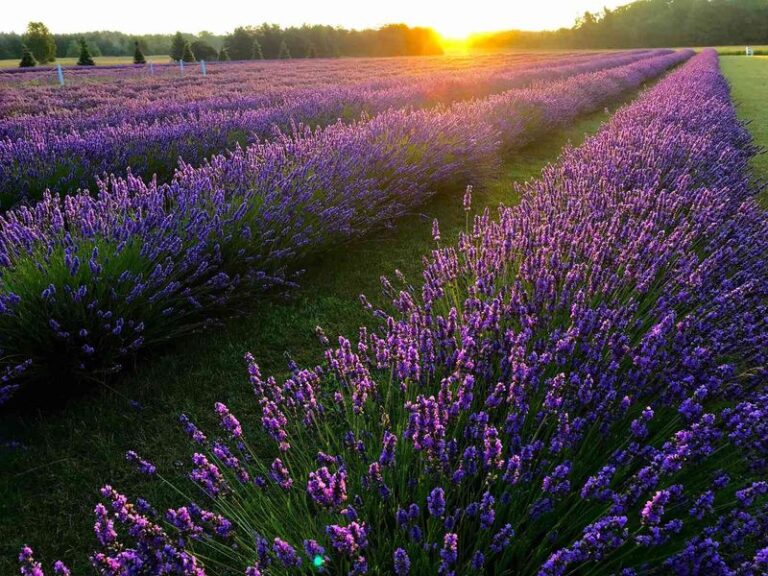 Grow Your Own Aromatherapy Garden: 17 Plants Proven to Boost Your Mood ...