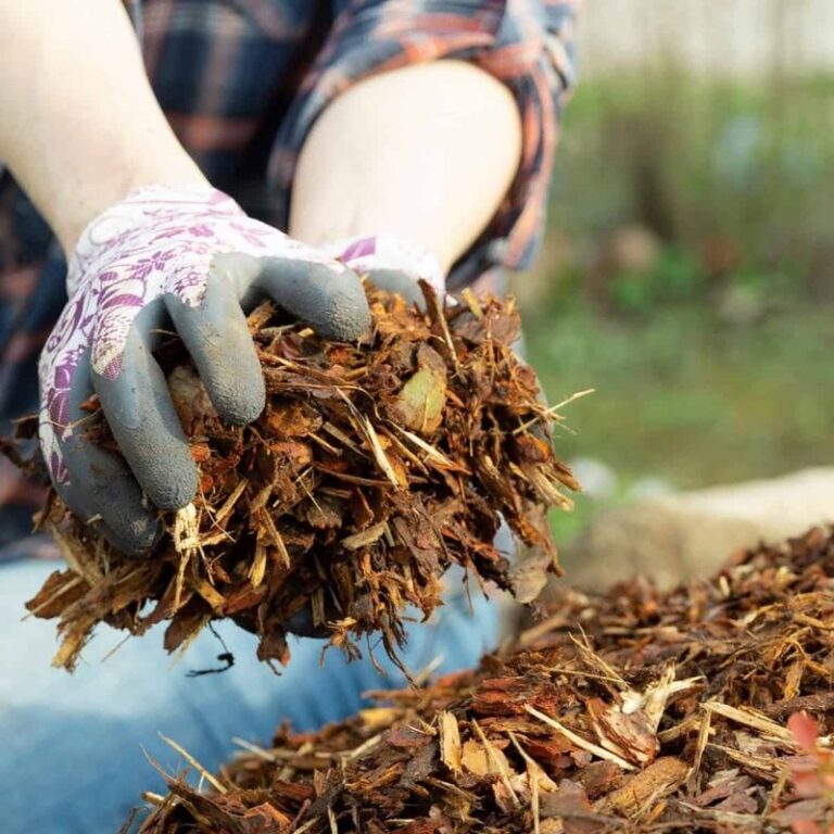 June Bug Invasion? These 17 Non-Toxic Tricks Actually Work - Complete ...